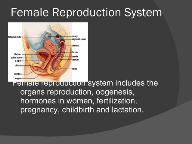 Female reproduction system | PPT