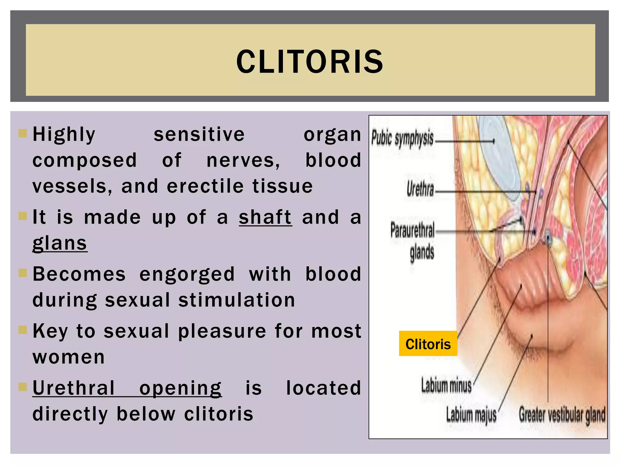 Female reproduction system | PPTX