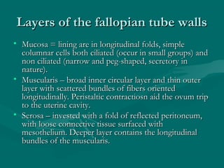 Female reproductive system | PPT