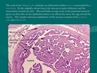Female reproductive system | PPT