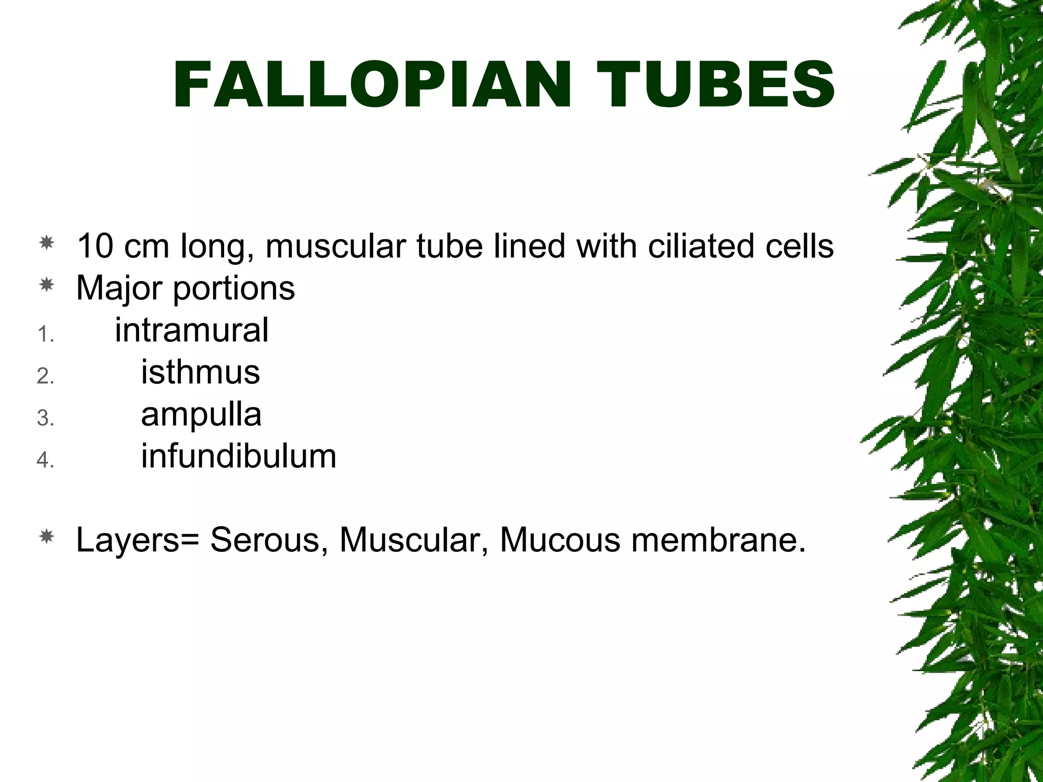 Female reproductive.sys. | PPT