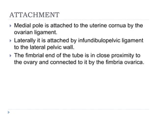 Anatomy of female reproductive system | PPTX