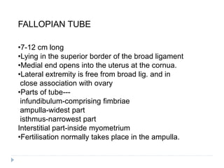 Anatomy of female reproductive system | PPTX