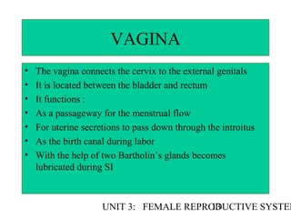 Female reproductive anatomy | PPT