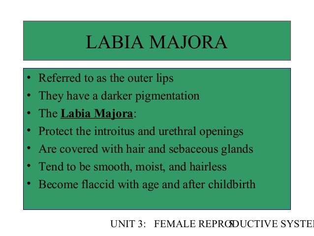 Female reproductive anatomy