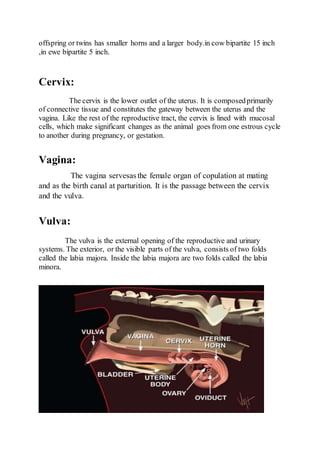 Female reproductive anatomy | DOCX