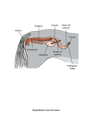 Female reproductive anatomy | PDF