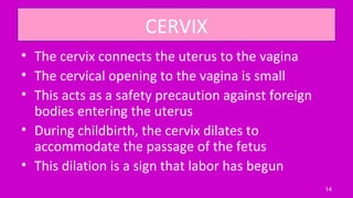 Female reproductive anatomy (1) | PPT