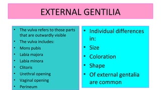 Female reproductive anatomy (1) | PPT