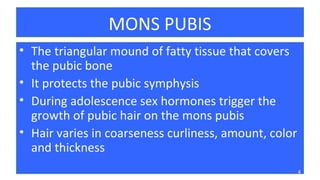 Female reproductive anatomy (1) | PPT