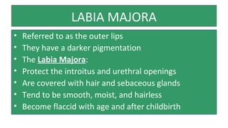 Female reproductive anatomy (1) | PPT