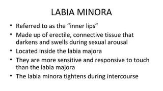 Female reproductive anatomy (1) | PPT