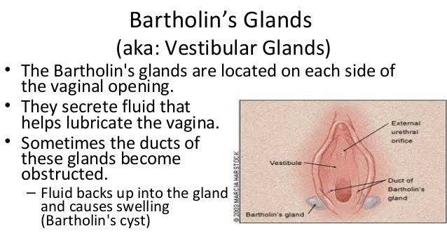 Female Reproductive Anatomy 1