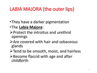 Female Reproductive Anatomy ab-1.ppttyerue56 | PPT