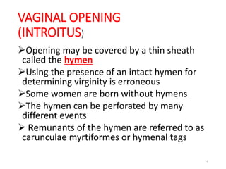 Female Reproductive Anatomy ab-1.ppttyerue56 | PPT