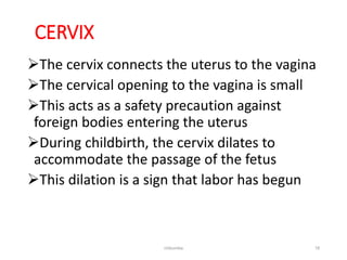 Female Reproductive Anatomy ab-1.ppttyerue56 | PPT