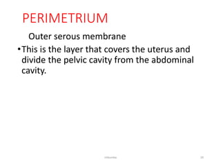 Female Reproductive Anatomy ab-1.ppttyerue56 | PPT