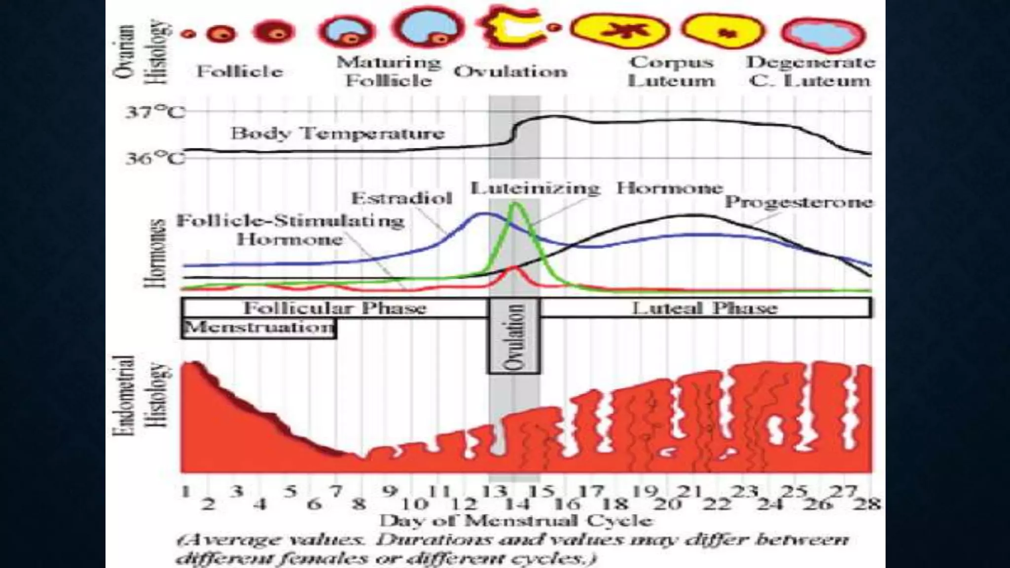Female Reproductive Cycle | PPTX