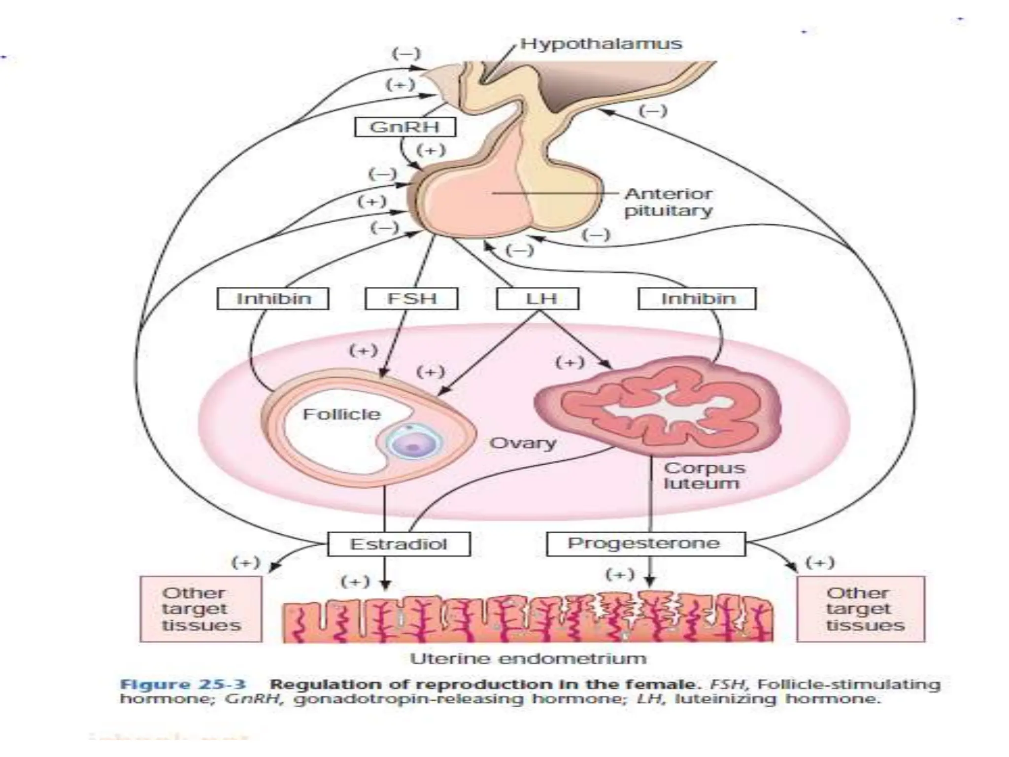 FEMALE REPRODUCTIVE ENDOCRINOLOGY MBBS.pptx