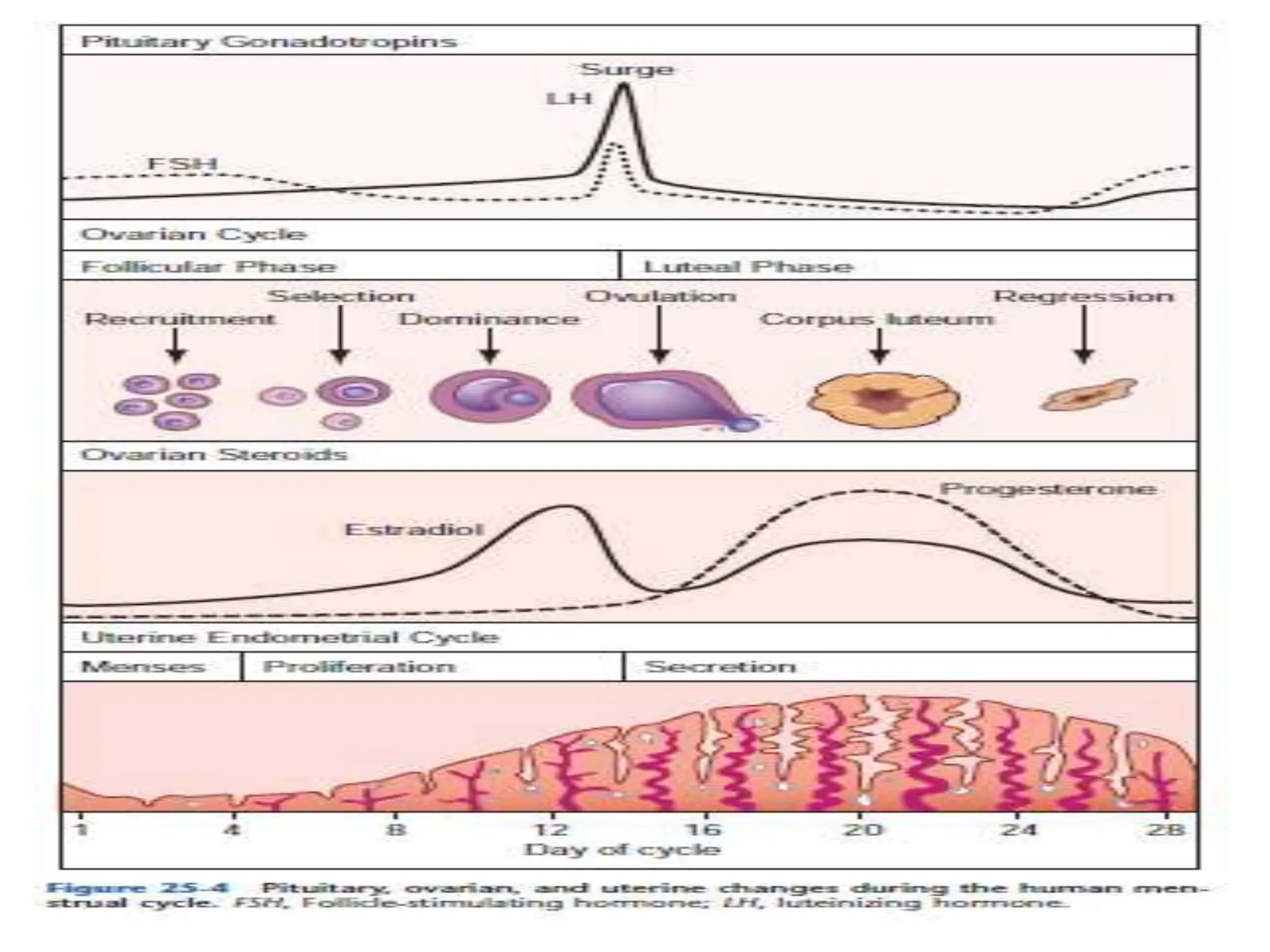 FEMALE REPRODUCTIVE ENDOCRINOLOGY MBBS.pptx