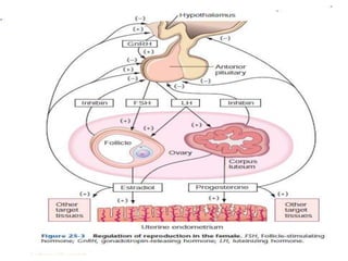 FEMALE REPRODUCTIVE ENDOCRINOLOGY MBBS.pptx