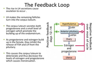 Female reproductive hormones | PDF