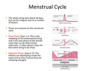 Female reproductive hormones | PDF