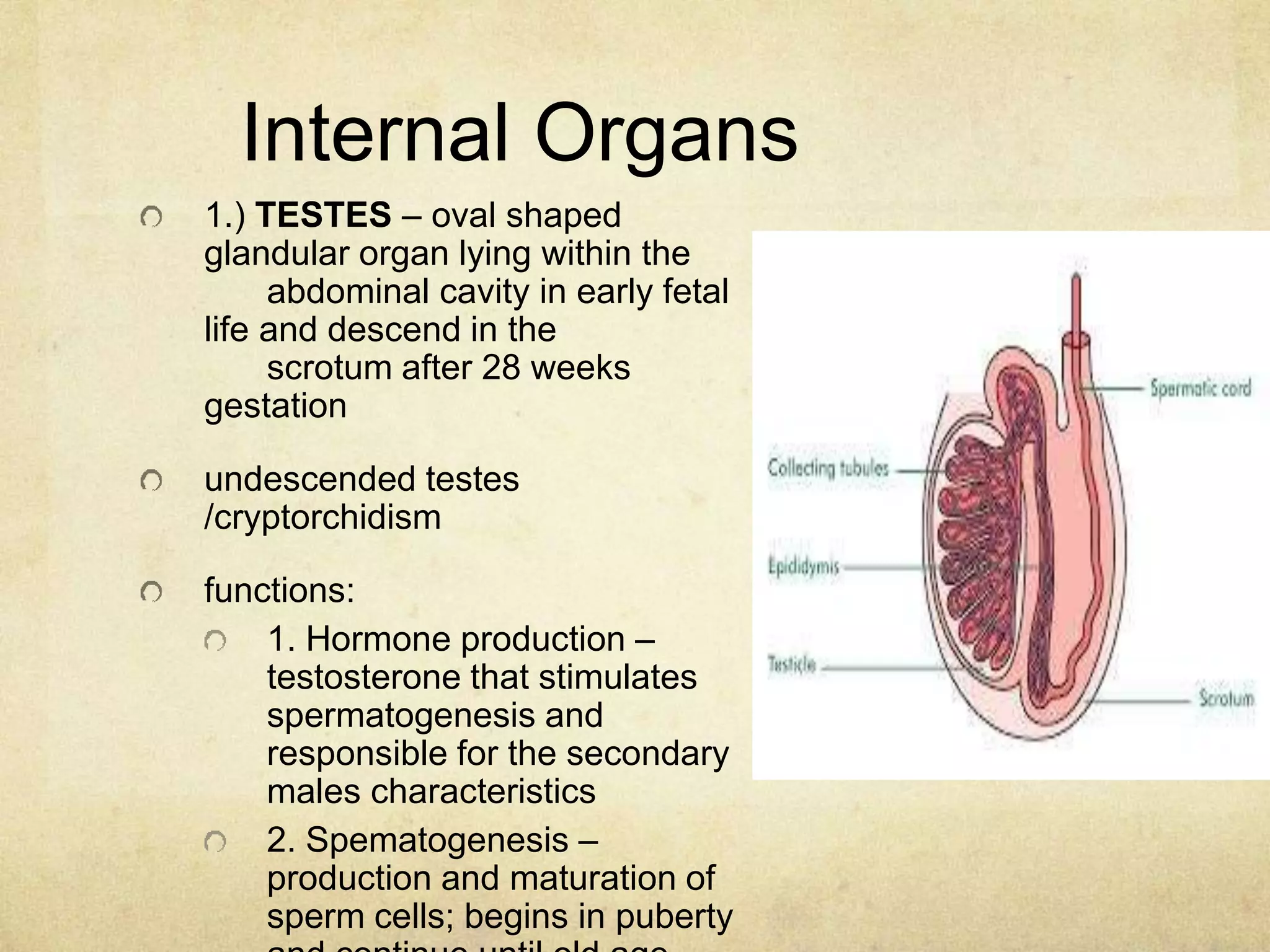 Anatomy and Physiology of the Male and Female Reproductive System | PPTX
