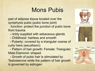 Anatomy And Physiology Of The Male And Female Reproductive System Pptx