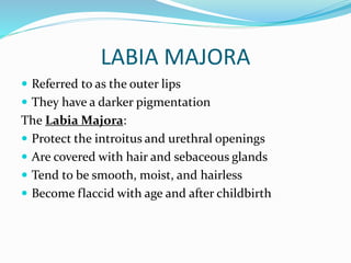 Female reproductive organ | PPT