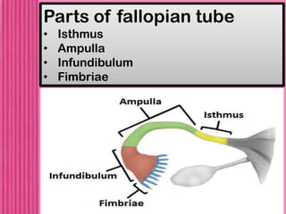 Female reproductive organ, exposiory-deductive method, female ...