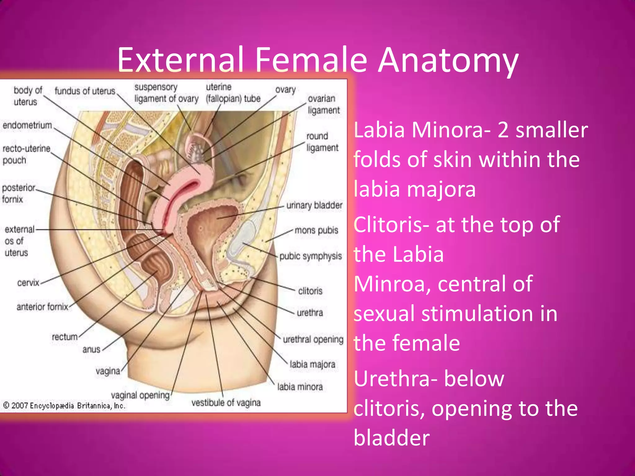 Female Reproductive Organs Pptx