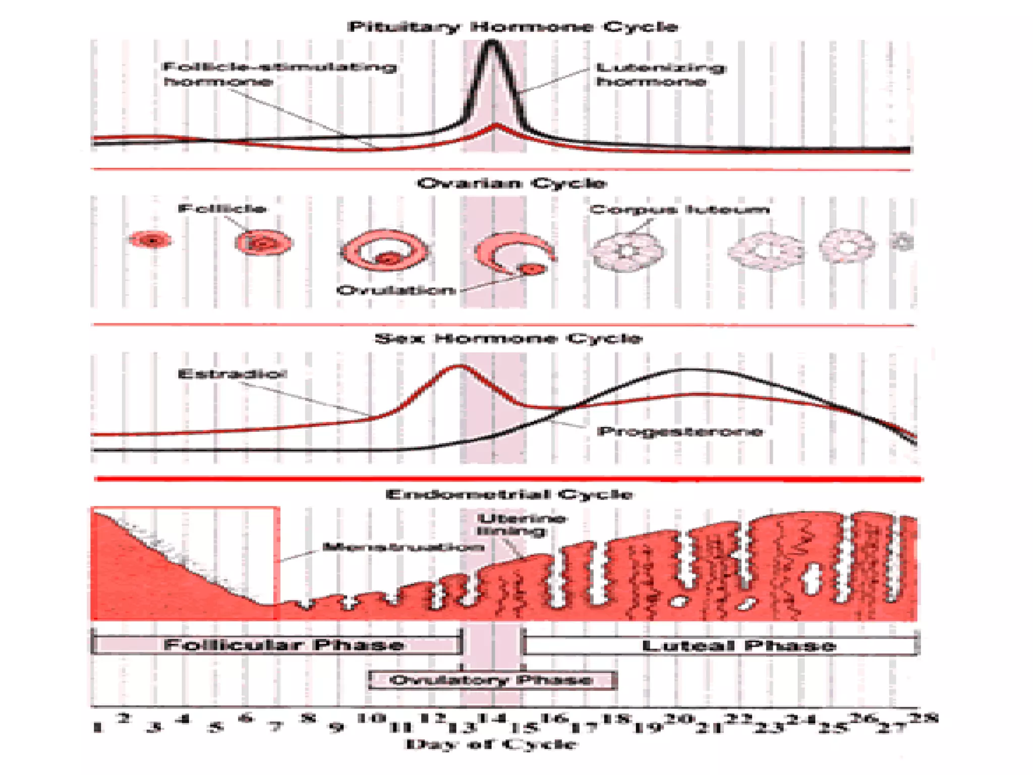 Female reproductive pathology | PPT