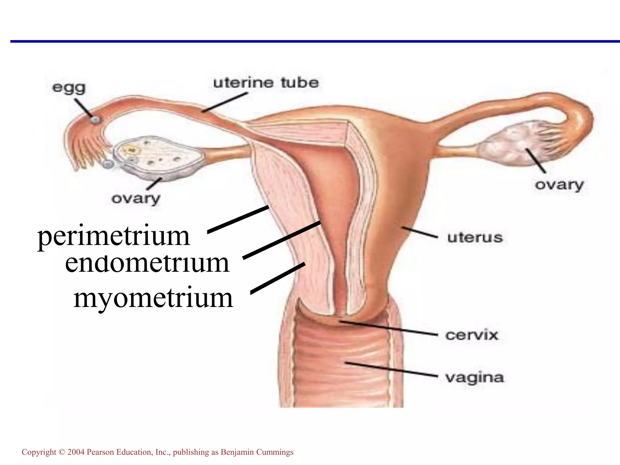 Female Reproductive Physiology Pdf