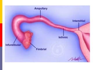 Female Reproductive System in gynecology .ppt