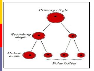 Female Reproductive System in gynecology .ppt