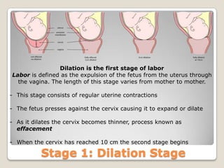 Female reproductive system | PPT