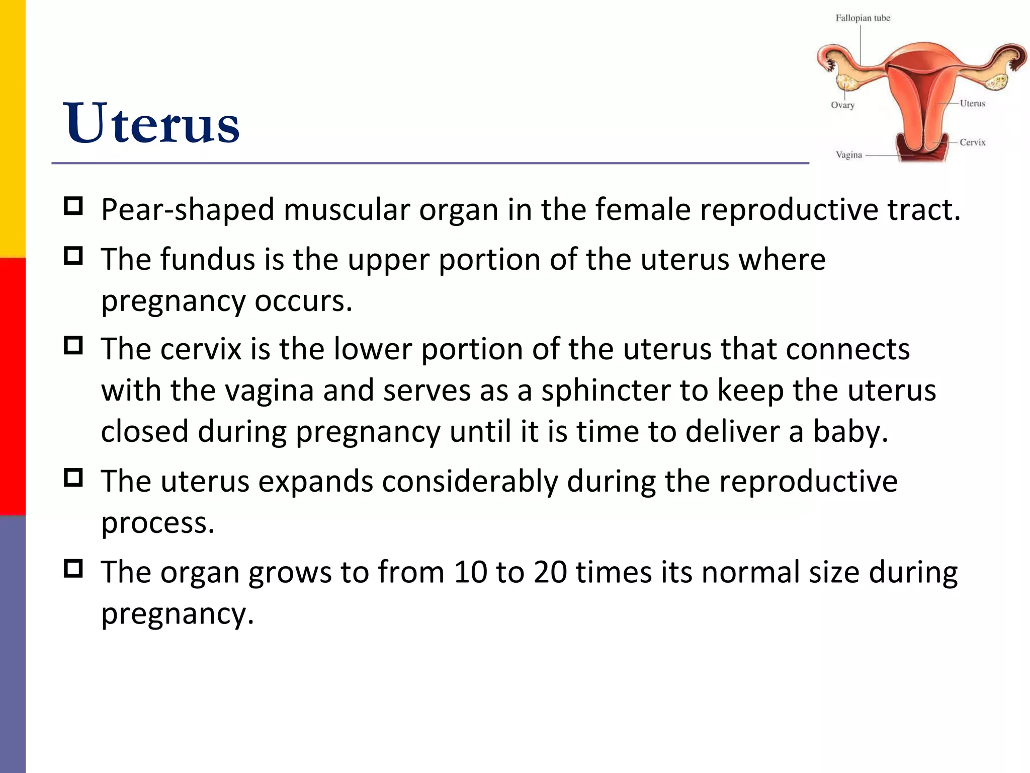 Female reproductive system | PPT