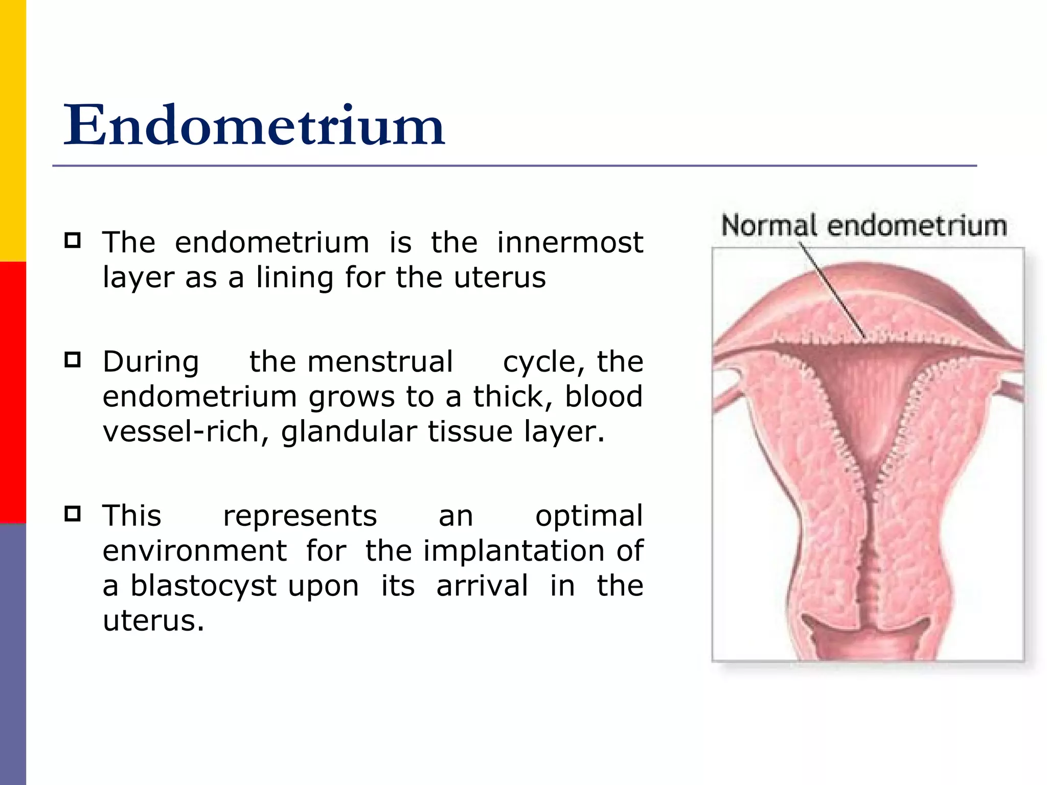 Female reproductive system | PPT