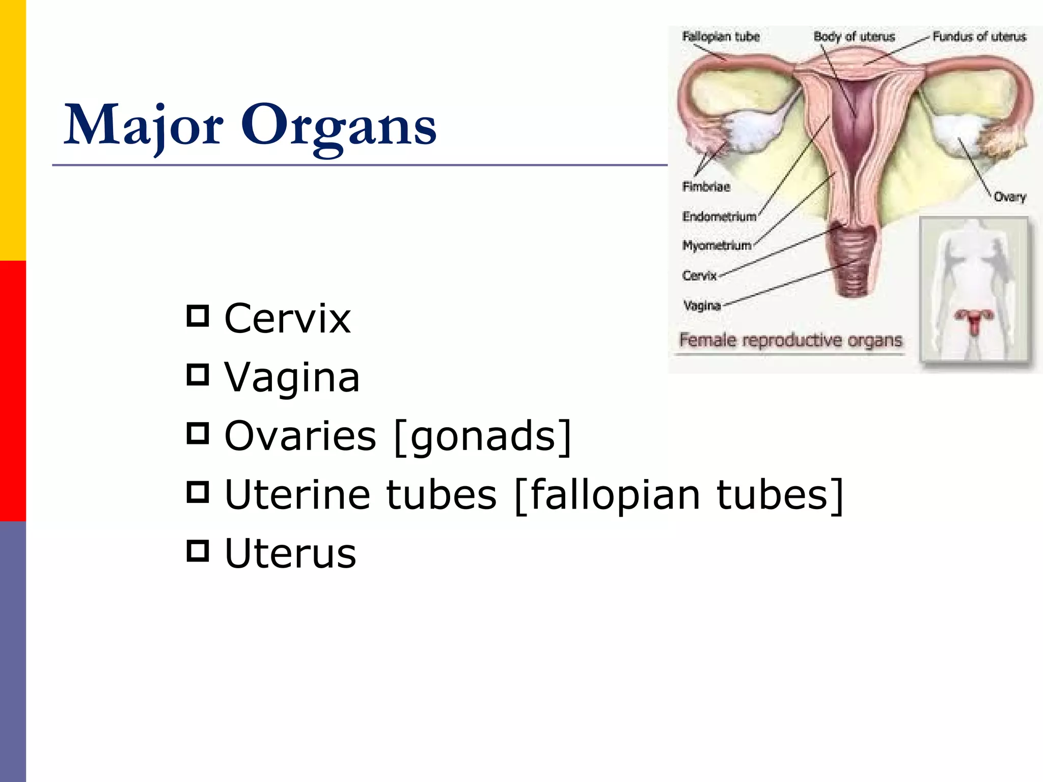 Female reproductive system | PPT