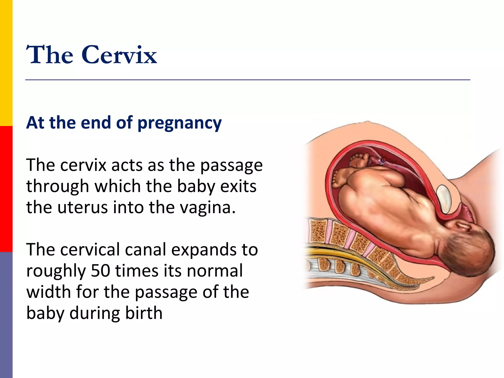 Female reproductive system | PPT