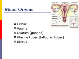 Female reproductive system | PPT