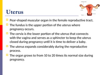 femalereproductivesystem-120329125448-phpapp02 (1).ppt