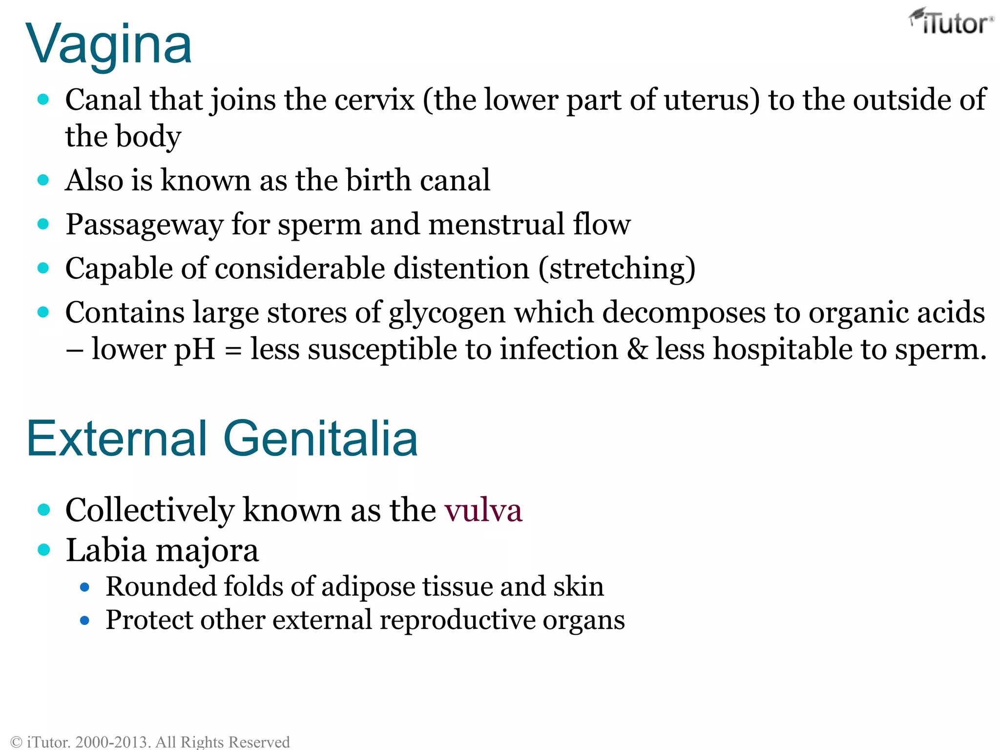 Female Reproductive System | PPTX