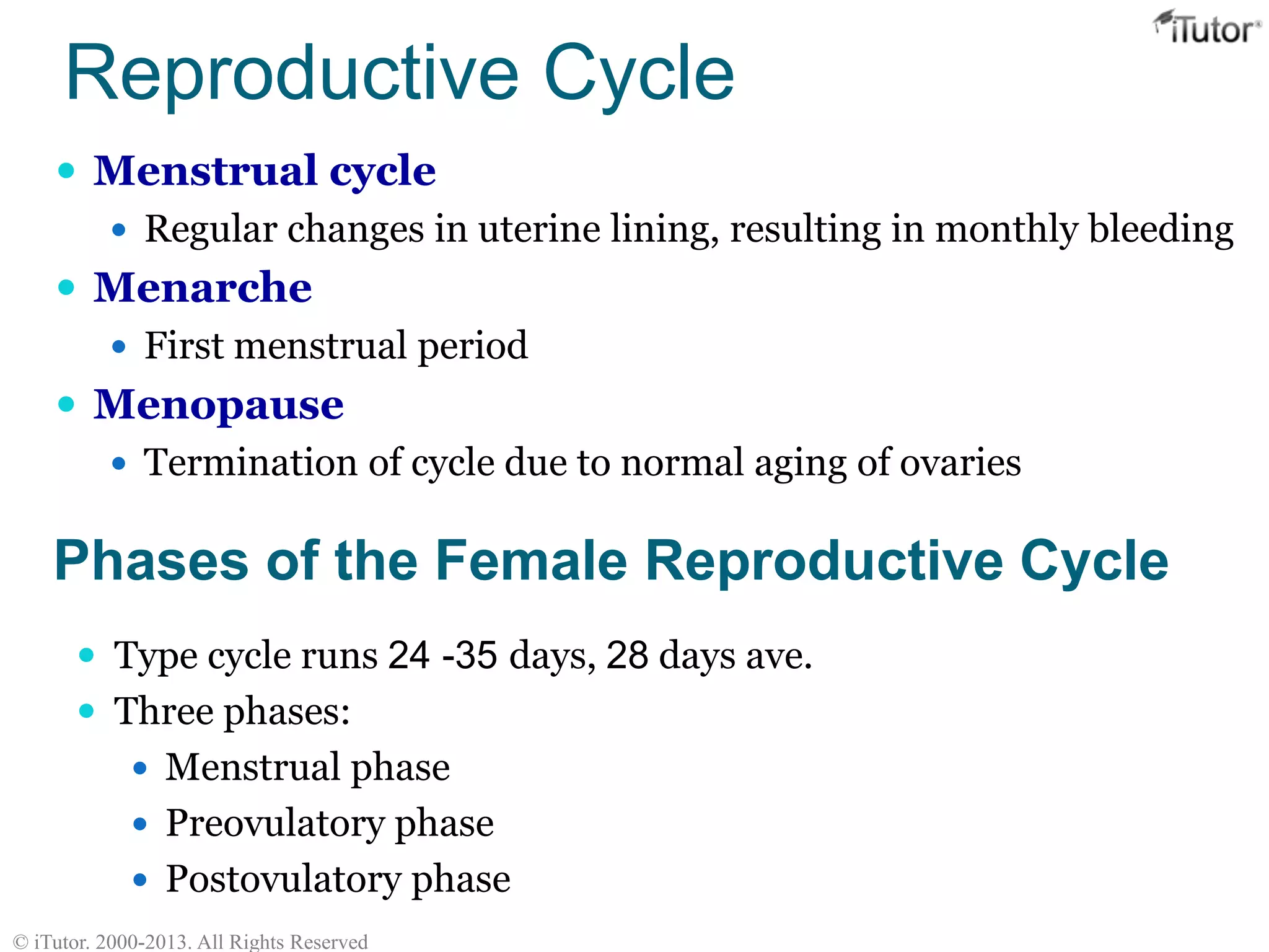 Female Reproductive System | PPTX