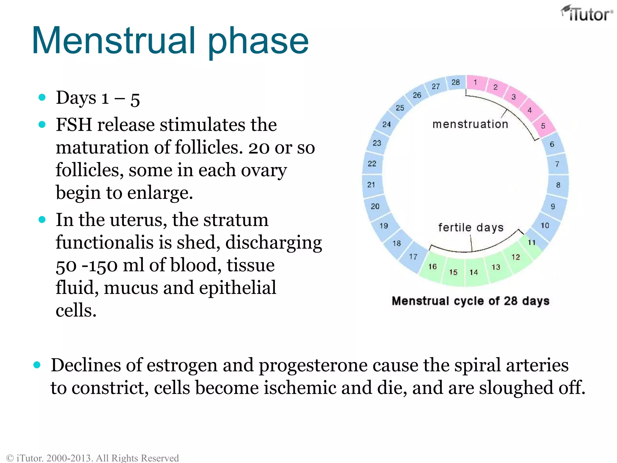 Female Reproductive System | PPTX