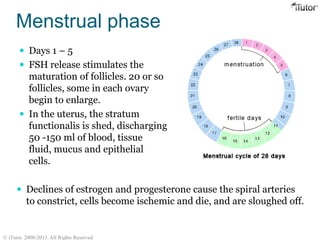 Female Reproductive System | PPTX