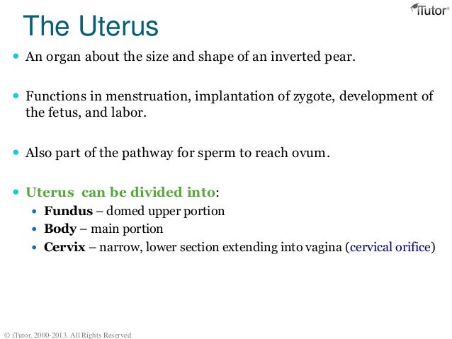 Fundus Of Uterus Function