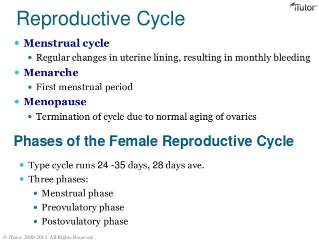 Female Reproductive System
