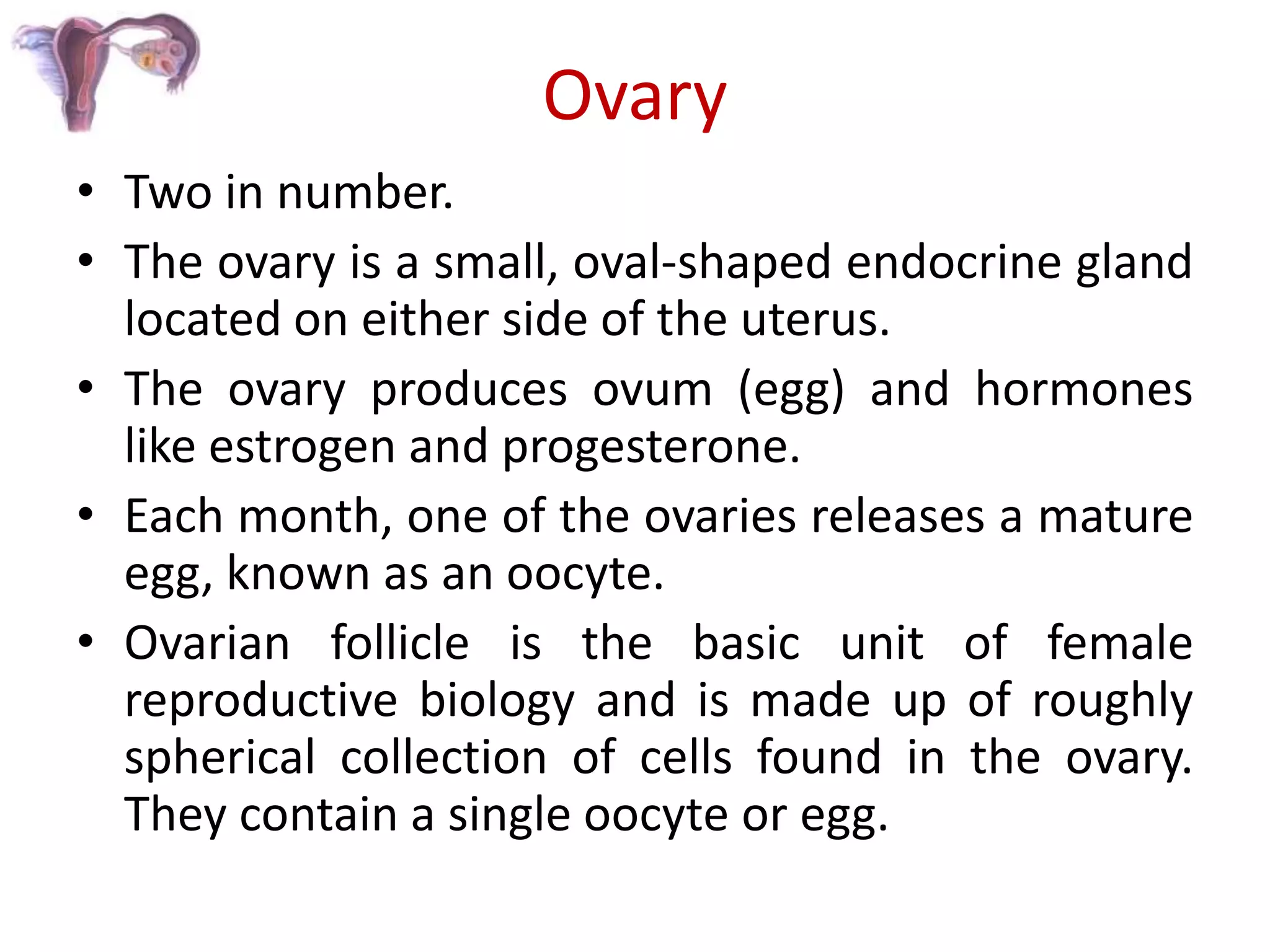 Female reproductive system | PPTX